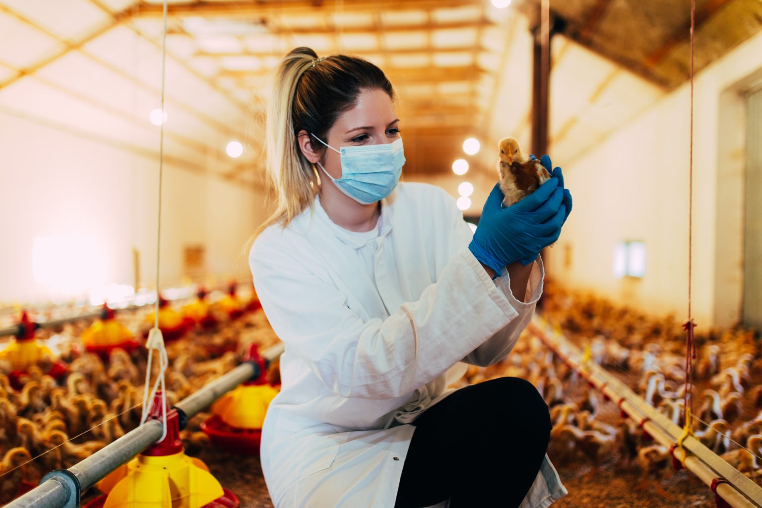 Élevage de volailles : un savoir-faire français | Volaille Info