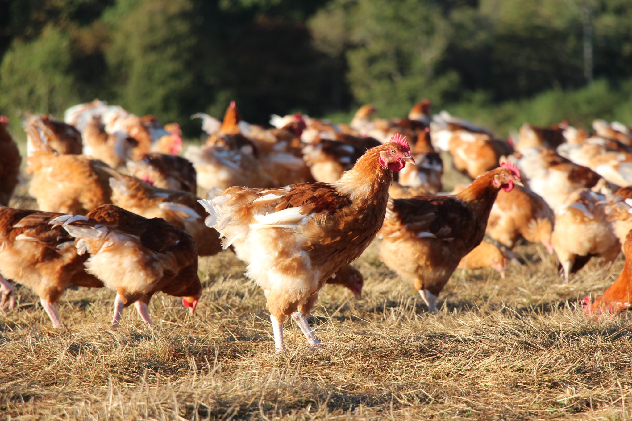 Le bien-être animal dans les élevages de volailles | Volaille Info