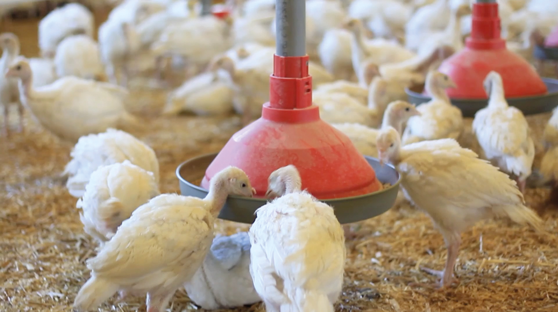 Élevages de dindes en France : n°3 en Europe | Volaille-Info