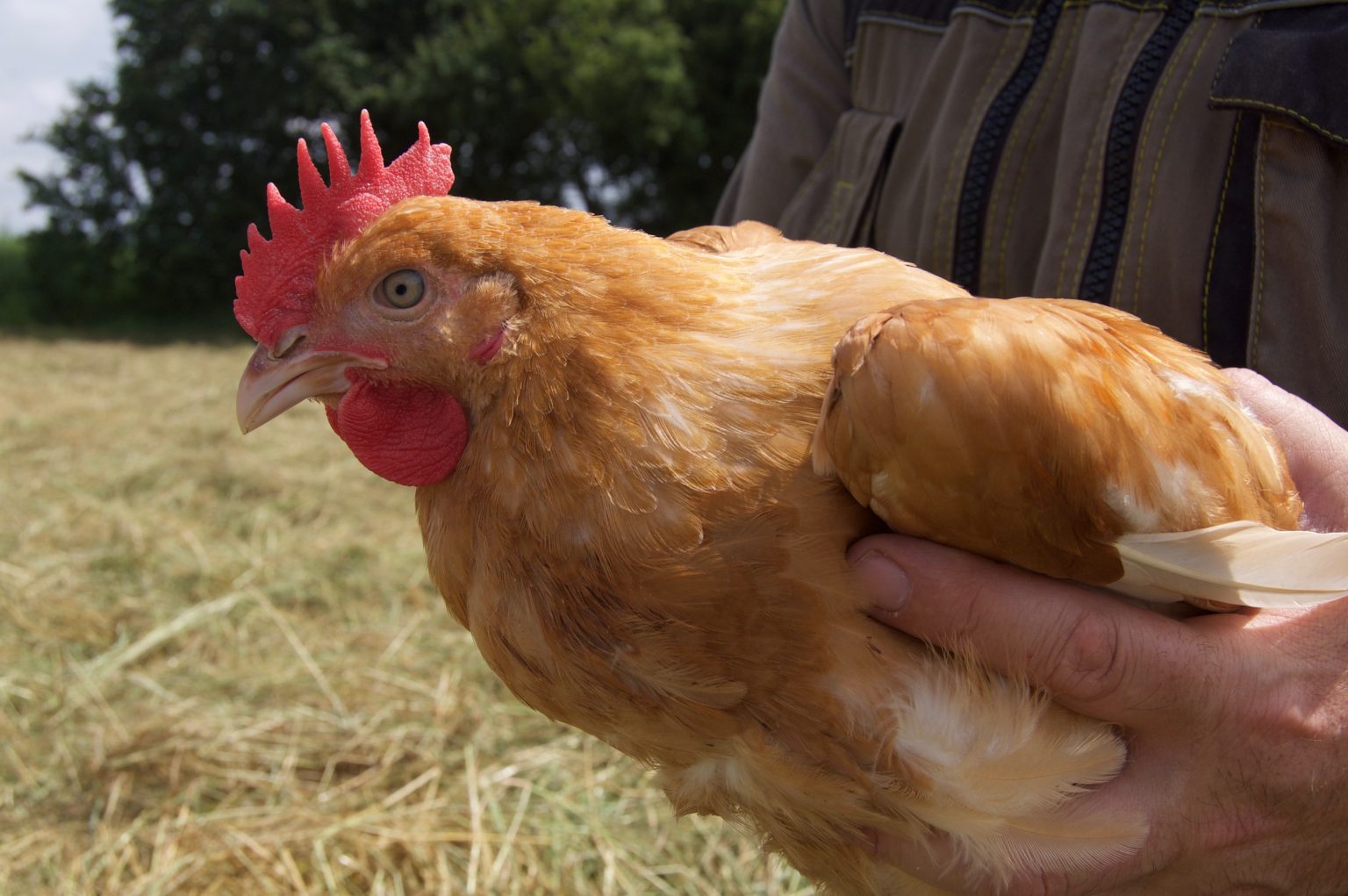 Le bien-être animal dans les élevages de volailles | Volaille Info