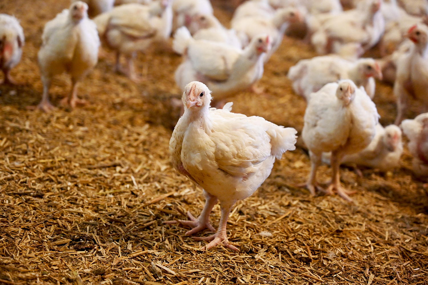 Tout savoir sur la santé des volailles en élevage | Volaille Info