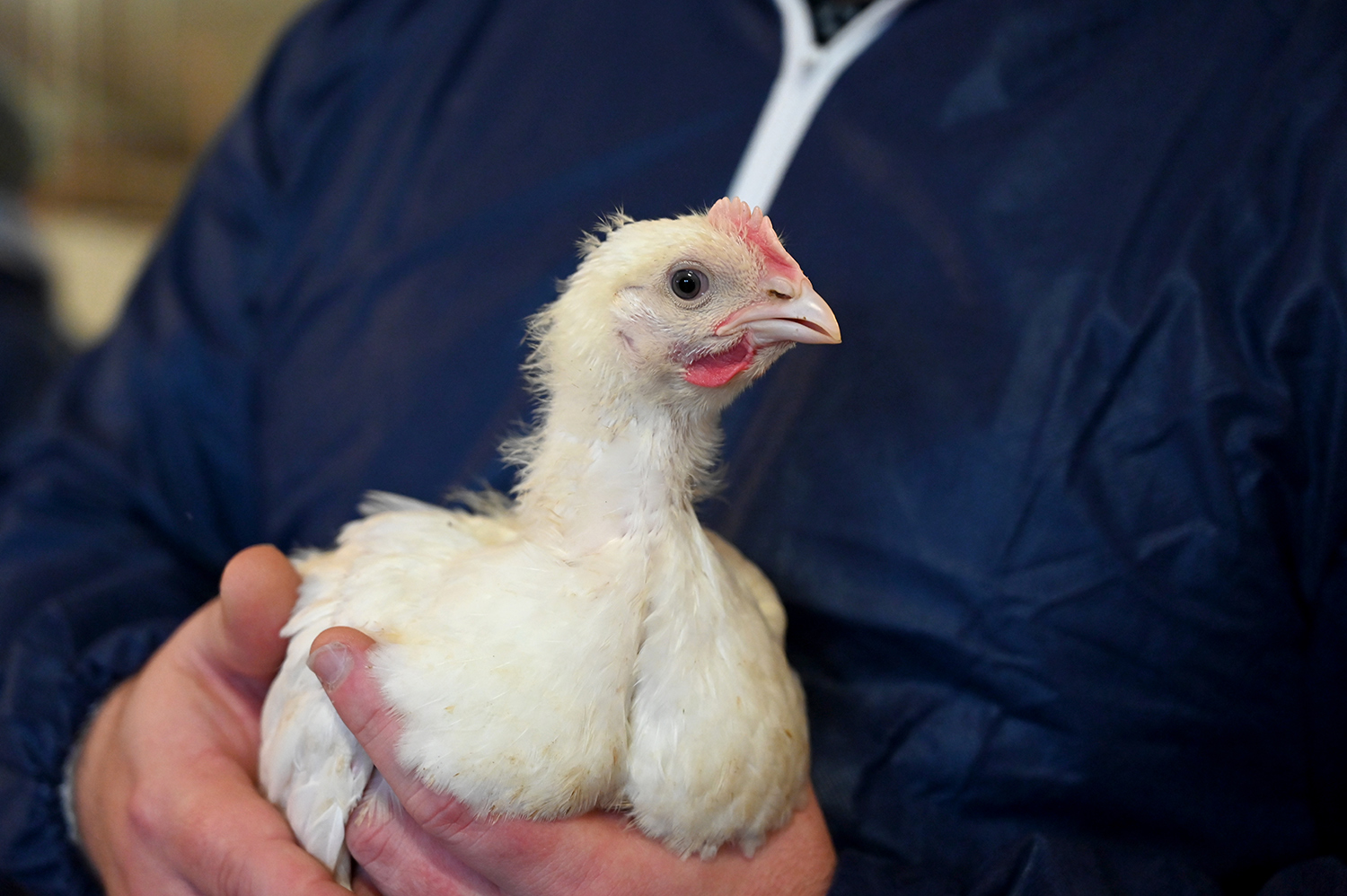 European Chicken Commitment (ECC): c’est quoi ? | Volaille Info