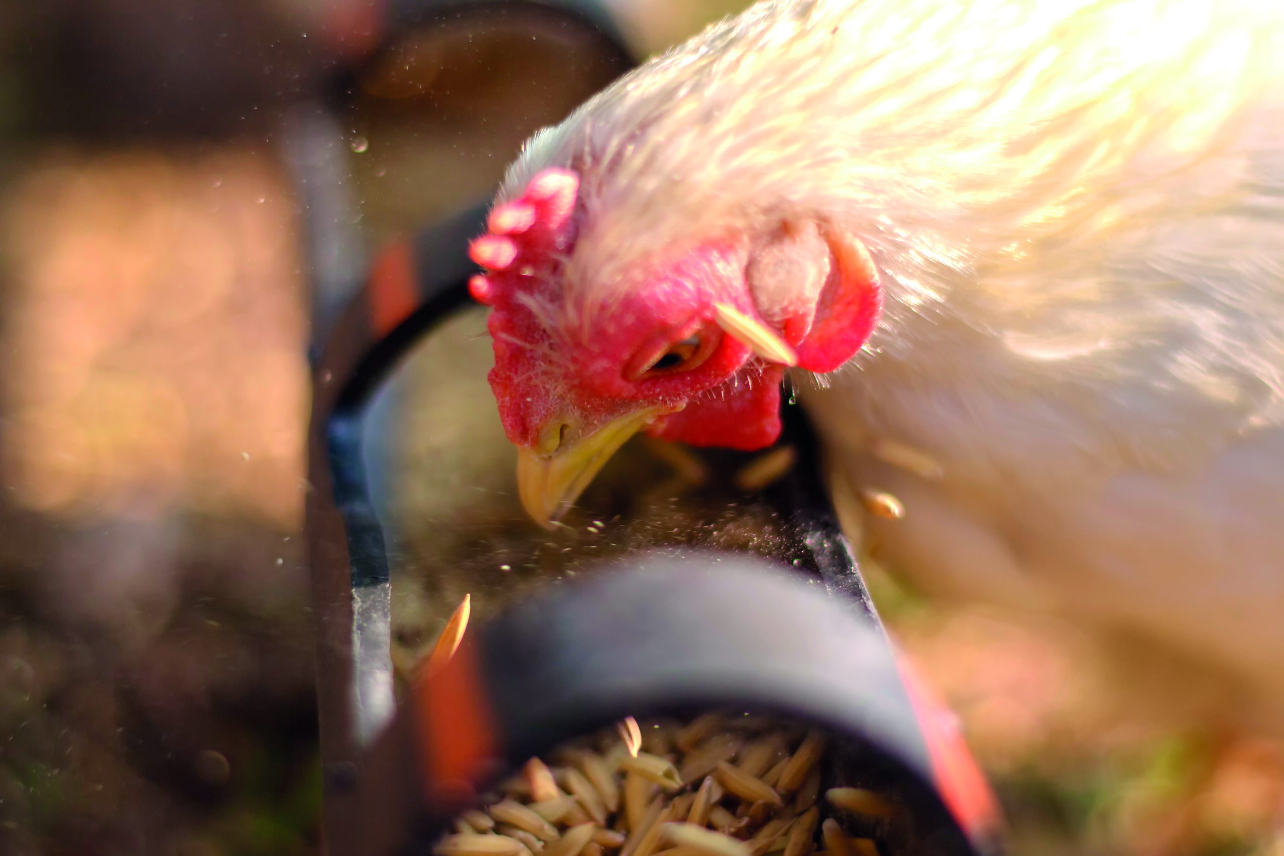 Tout savoir sur le Label Rouge en aviculture | Volaille Info