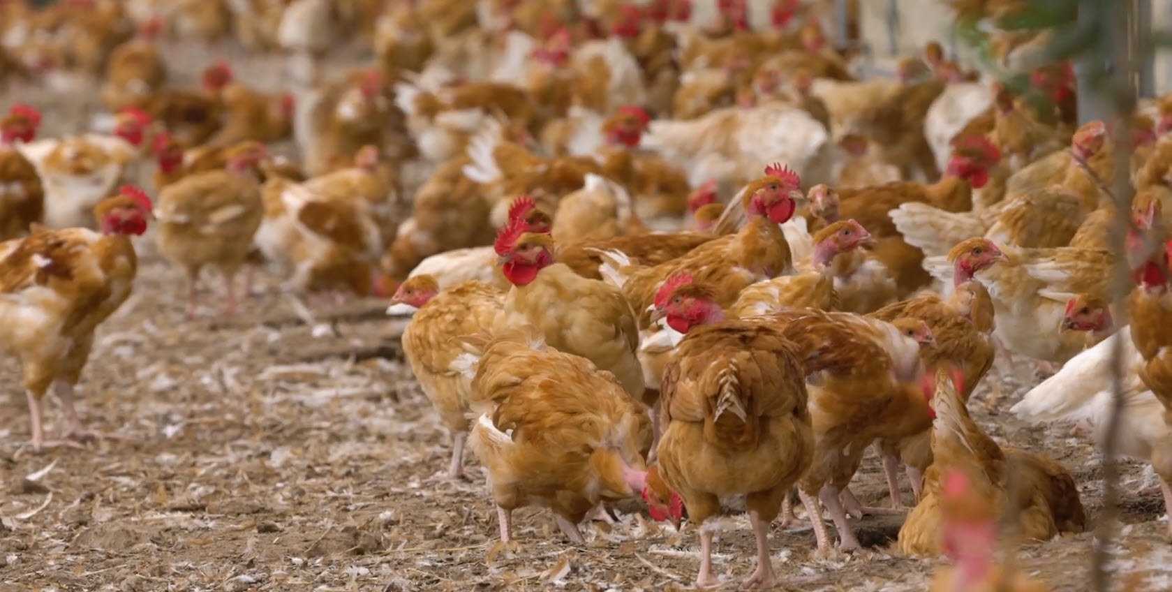 La volaille française en vidéo : une diversité d'espèces unique au ...